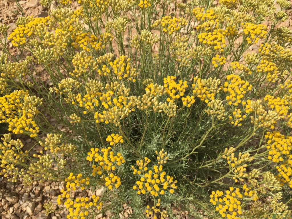 Immortelle Bio - Helichrysum Italicum - provessences.fr