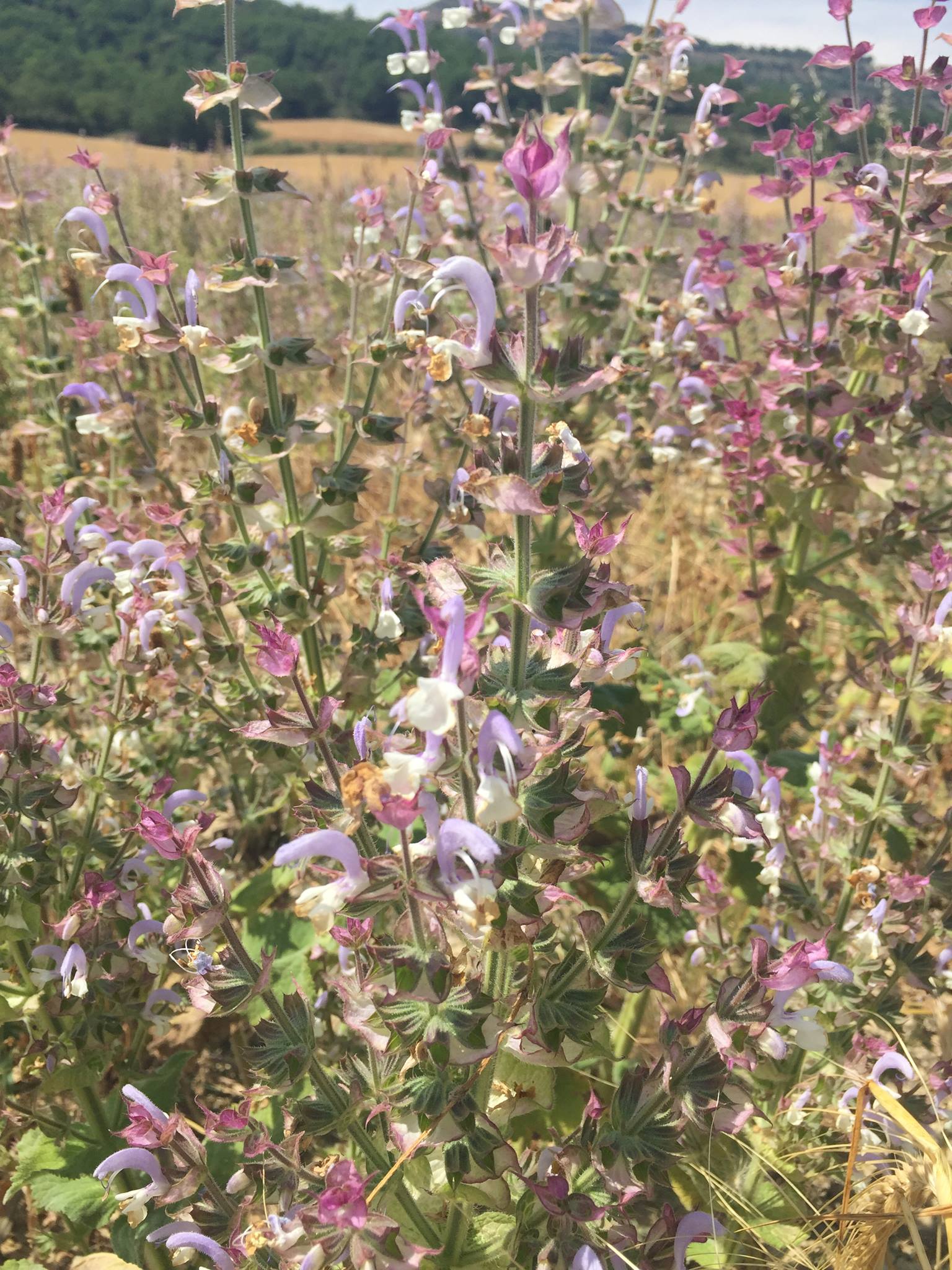 Sauge Sclarée Bio - Salvia Sclarea - provessences.fr