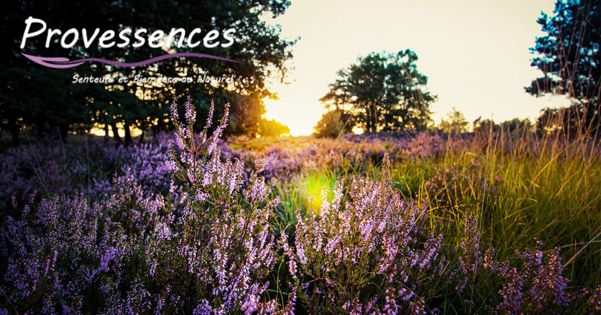 Espace pro - provessences.fr